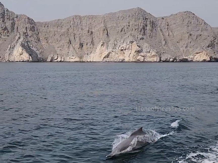 Dolphin Khasab Tours - A Morning through the Musandam fjords - Dubai ...